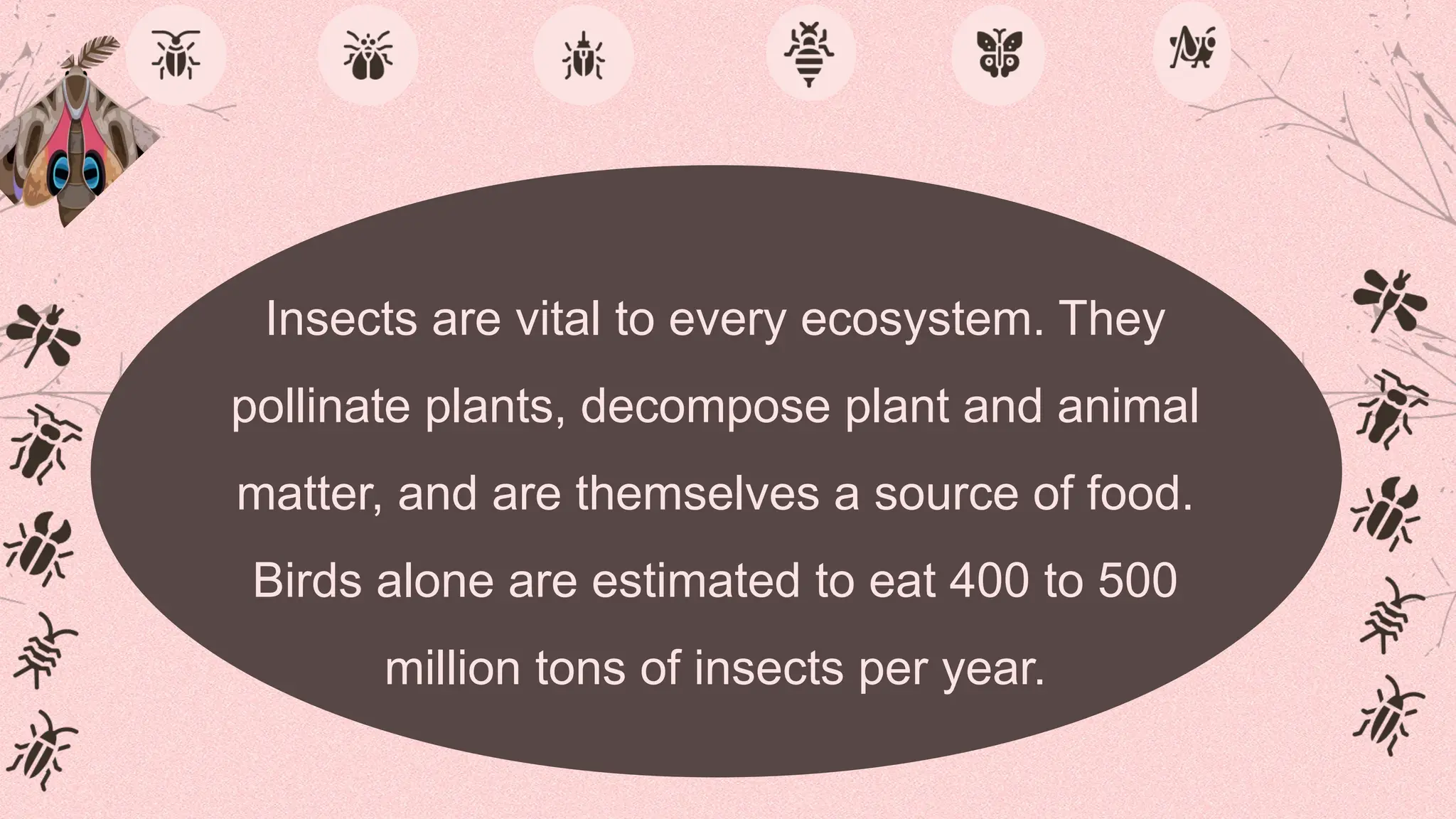 phylum arthropoda, class insects for high school | PPT