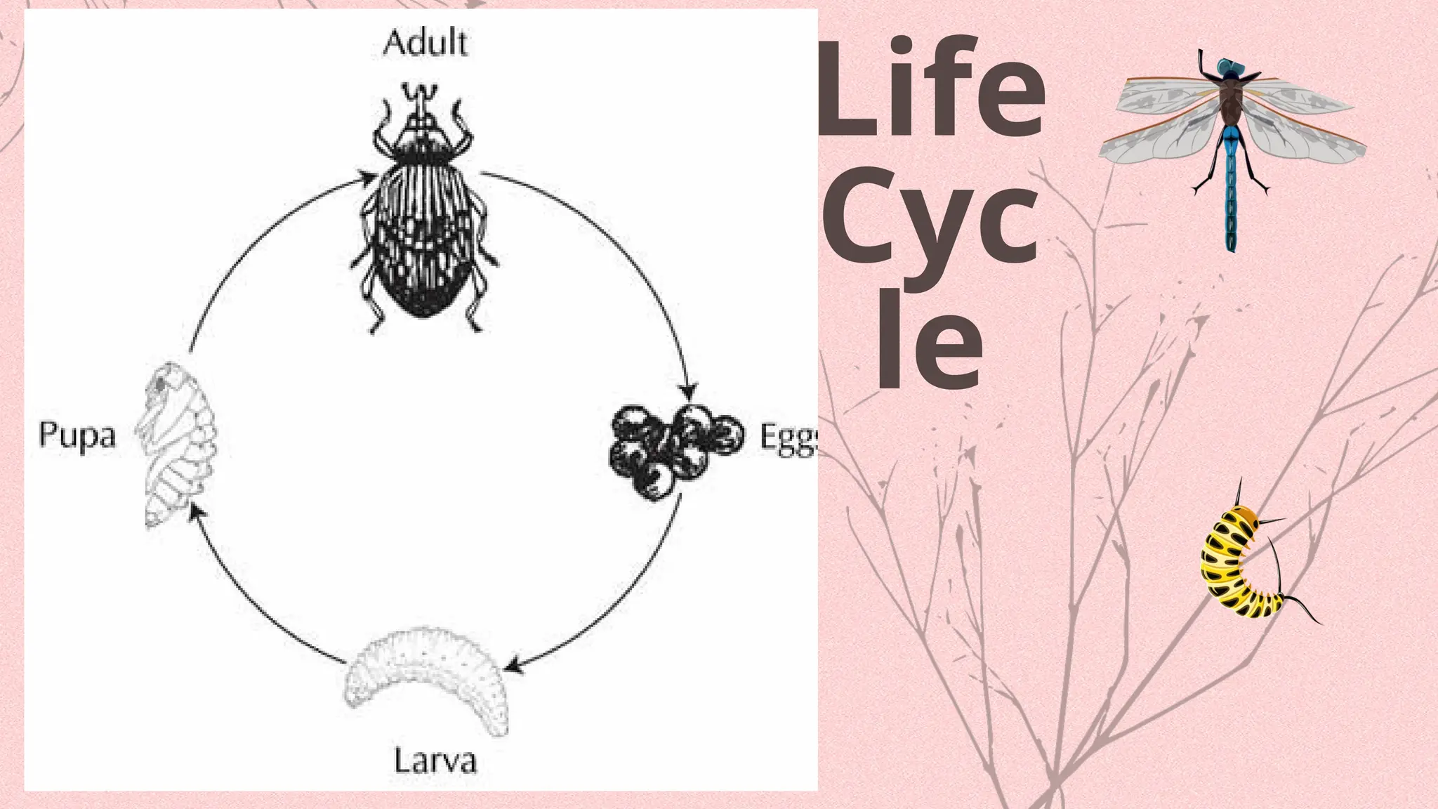 phylum arthropoda, class insects for high school | PPT