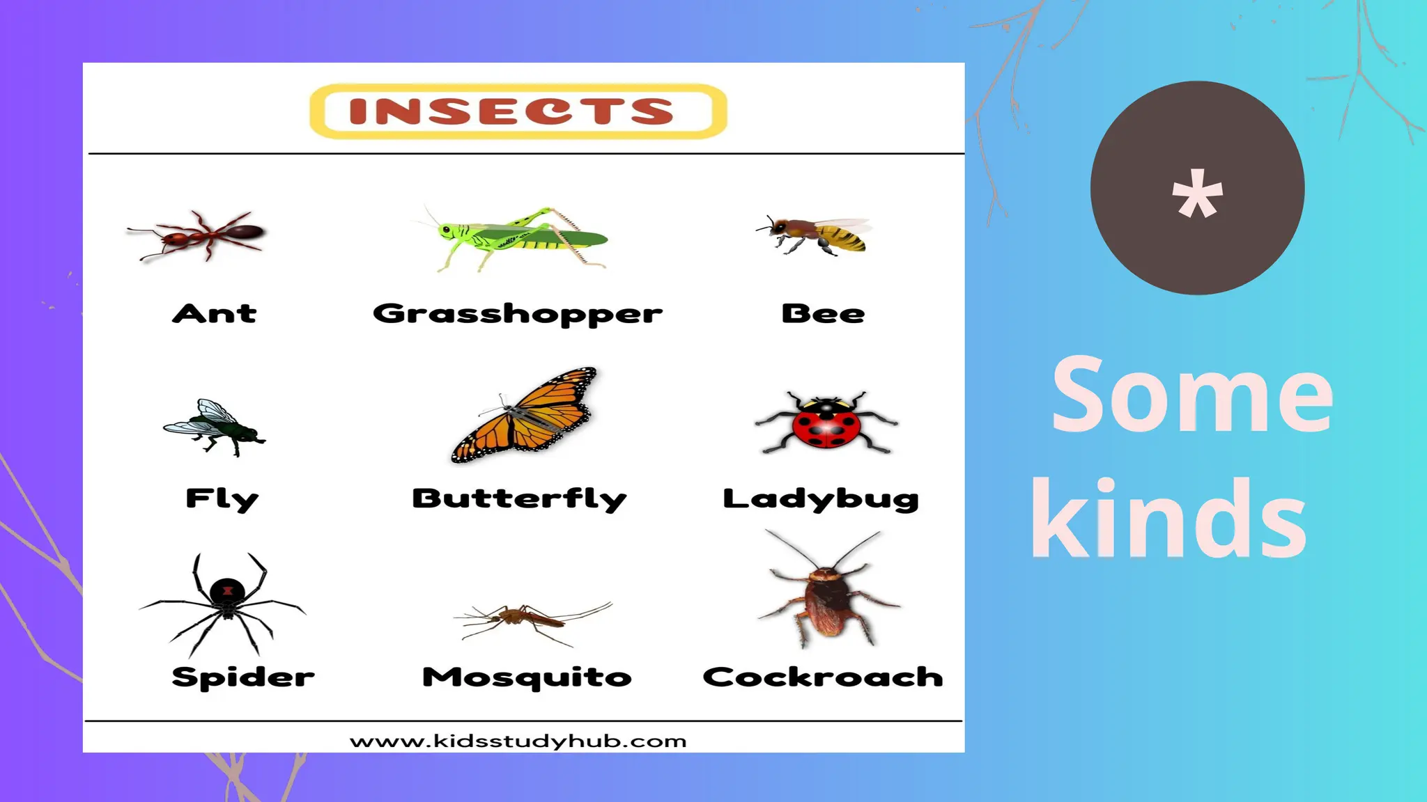 phylum arthropoda, class insects for high school | PPT