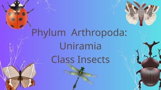 phylum arthropoda, class insects for high school | PPT
