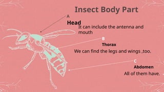 phylum arthropoda, class insects for high school | PPTX