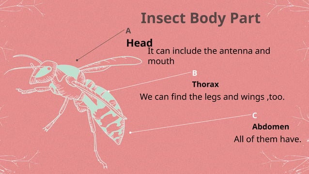 phylum arthropoda, class insects for high school | PPT