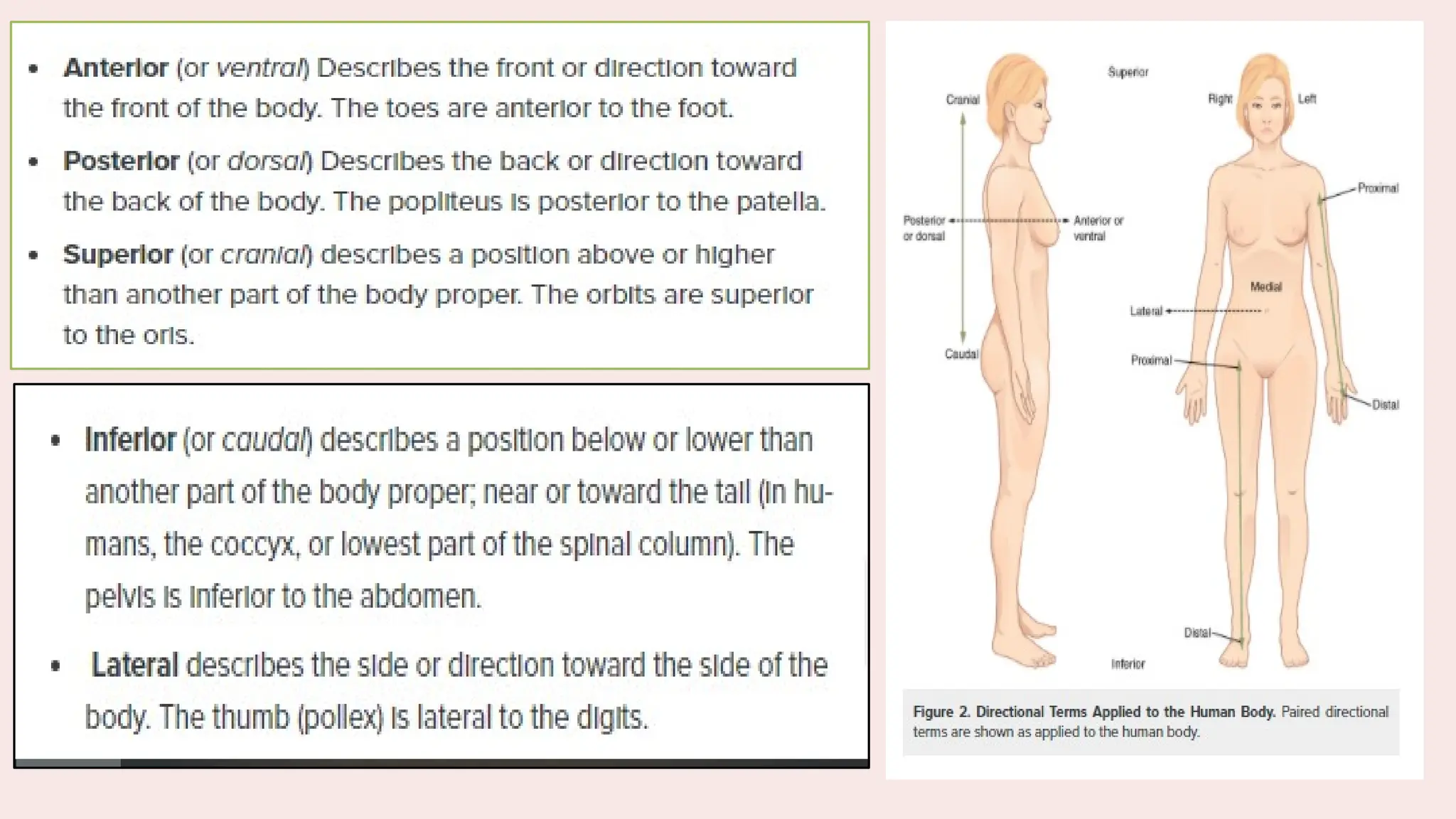 pathfit1-LESSON 1-ANATOMICAL POSITIONS.pptx | Death, Injury, or ...