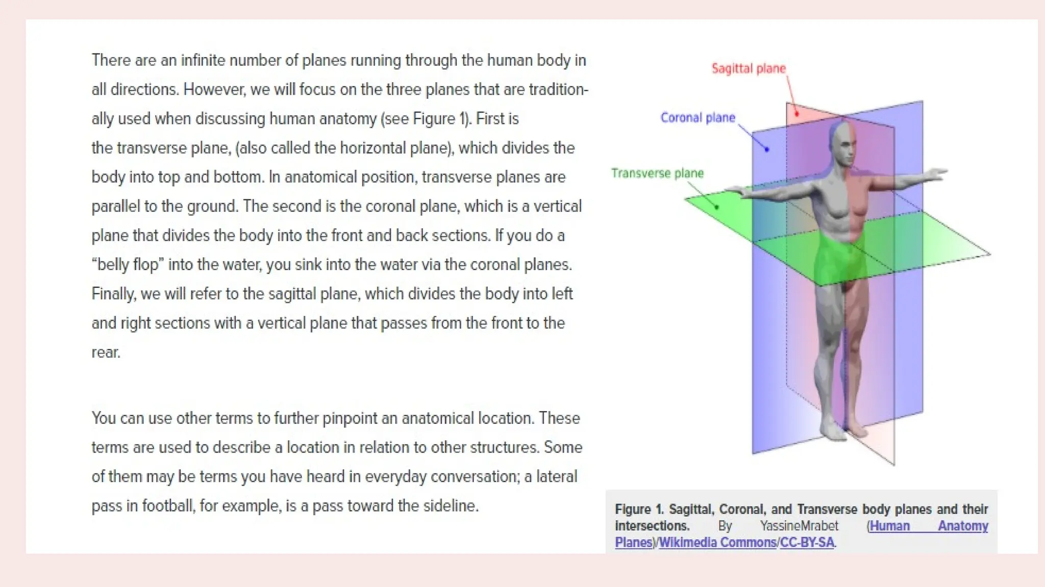 pathfit1-LESSON 1-ANATOMICAL POSITIONS.pptx | Death, Injury, or ...