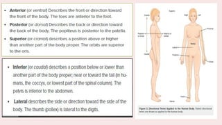 pathfit1-LESSON 1-ANATOMICAL POSITIONS.pptx