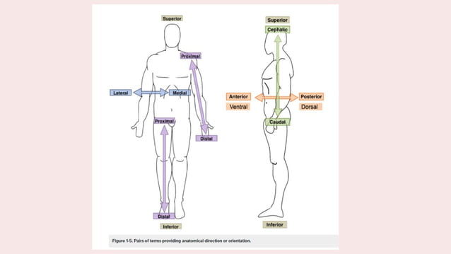 pathfit1-LESSON 1-ANATOMICAL POSITIONS.pptx | Death, Injury, or ...