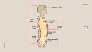 Lesson 1-Body Orientation (ANAPHY 1) .pdf