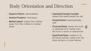 Lesson 1-Body Orientation (ANAPHY 1) .pdf