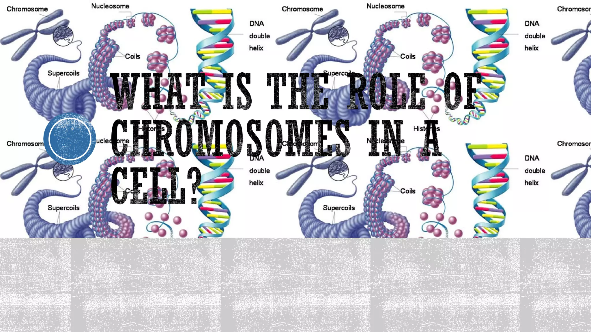 Grade 9 - Chromosomal basis of inheritance | PDF