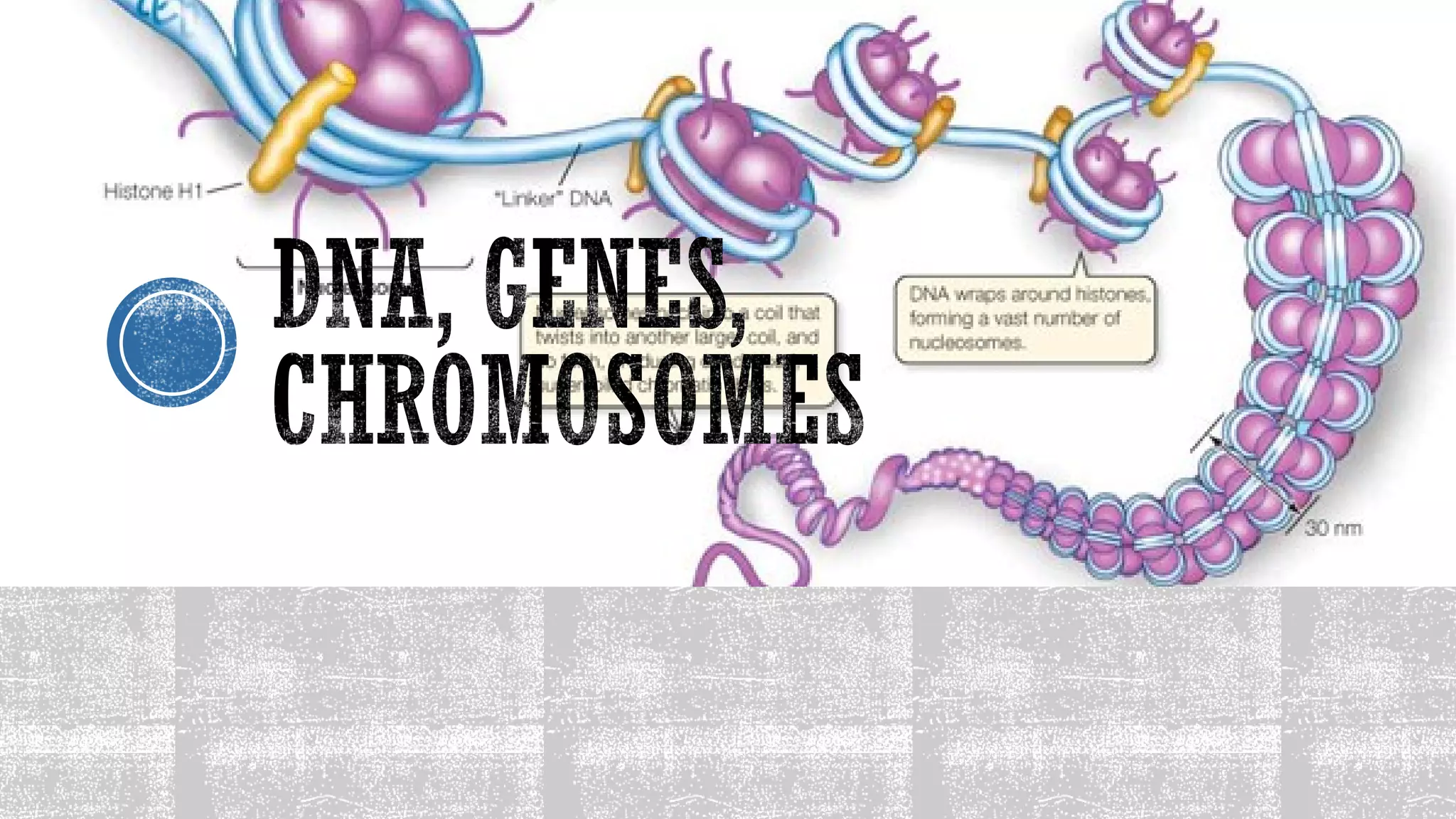 Grade 9 - Chromosomal basis of inheritance | PDF