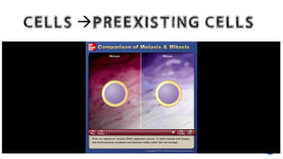 Grade 9 - Chromosomal basis of inheritance | PDF