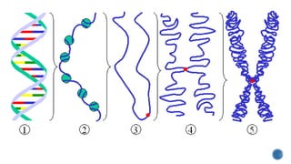 Grade 9 - Chromosomal basis of inheritance | PDF