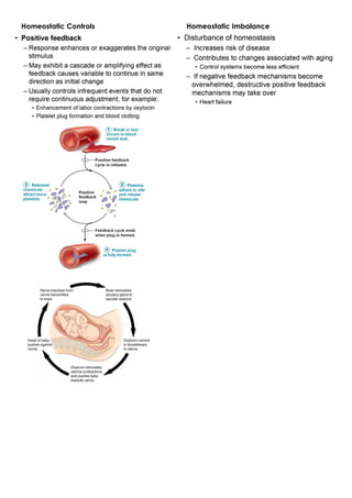 Lesson 1- Introduction to Anatomy & Physiology.pdf | Biological ...