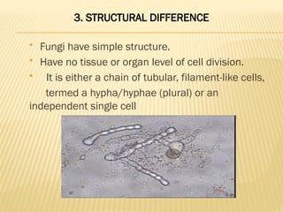 LESSON 1 - INTRODUCTION TO MEDICAL MYCOLOGY PART 1.pptx