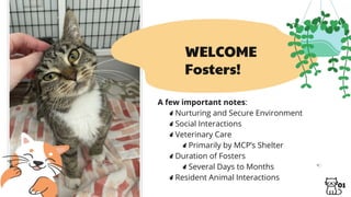 Madison Cat Project - Foster Training: Lesson 1 | PPTX