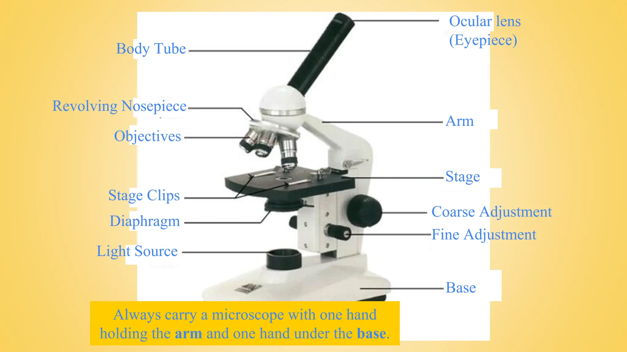 Grade 7 - Lesson 1 - Microscope and Its Functions | PDF | Physics | Science