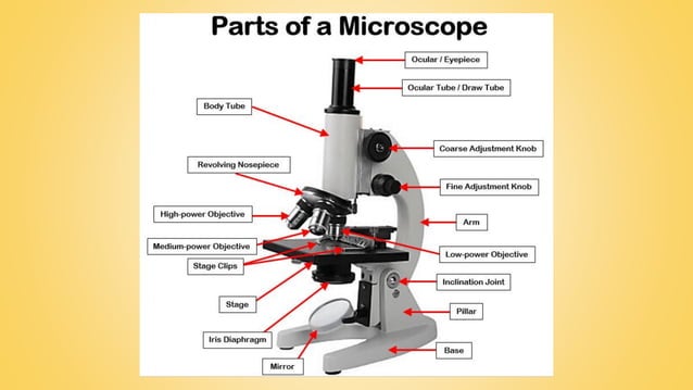 Grade 7 - Lesson 1 - Microscope and Its Functions | PDF | Physics | Science