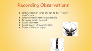 Grade 7 - Lesson 1 - Microscope and Its Functions | PDF