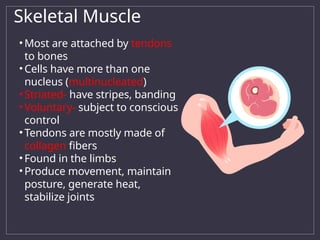 Lesson 1 - Muscular System for high school.ppt.pptx
