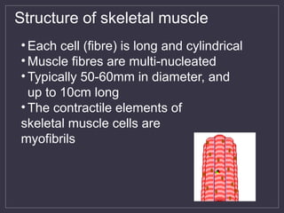 Lesson 1 - Muscular System for high school.ppt.pptx