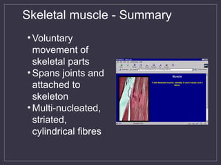 Lesson 1 - Muscular System for high school.ppt.pptx