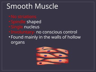 Lesson 1 - Muscular System for high school.ppt.pptx