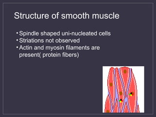 Lesson 1 - Muscular System for high school.ppt.pptx