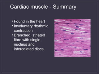 Lesson 1 - Muscular System for high school.ppt.pptx