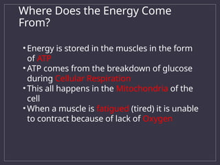 Lesson 1 - Muscular System for high school.ppt.pptx