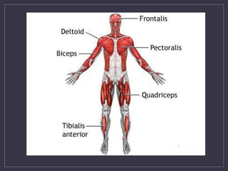Lesson 1 - Muscular System for high school.ppt.pptx