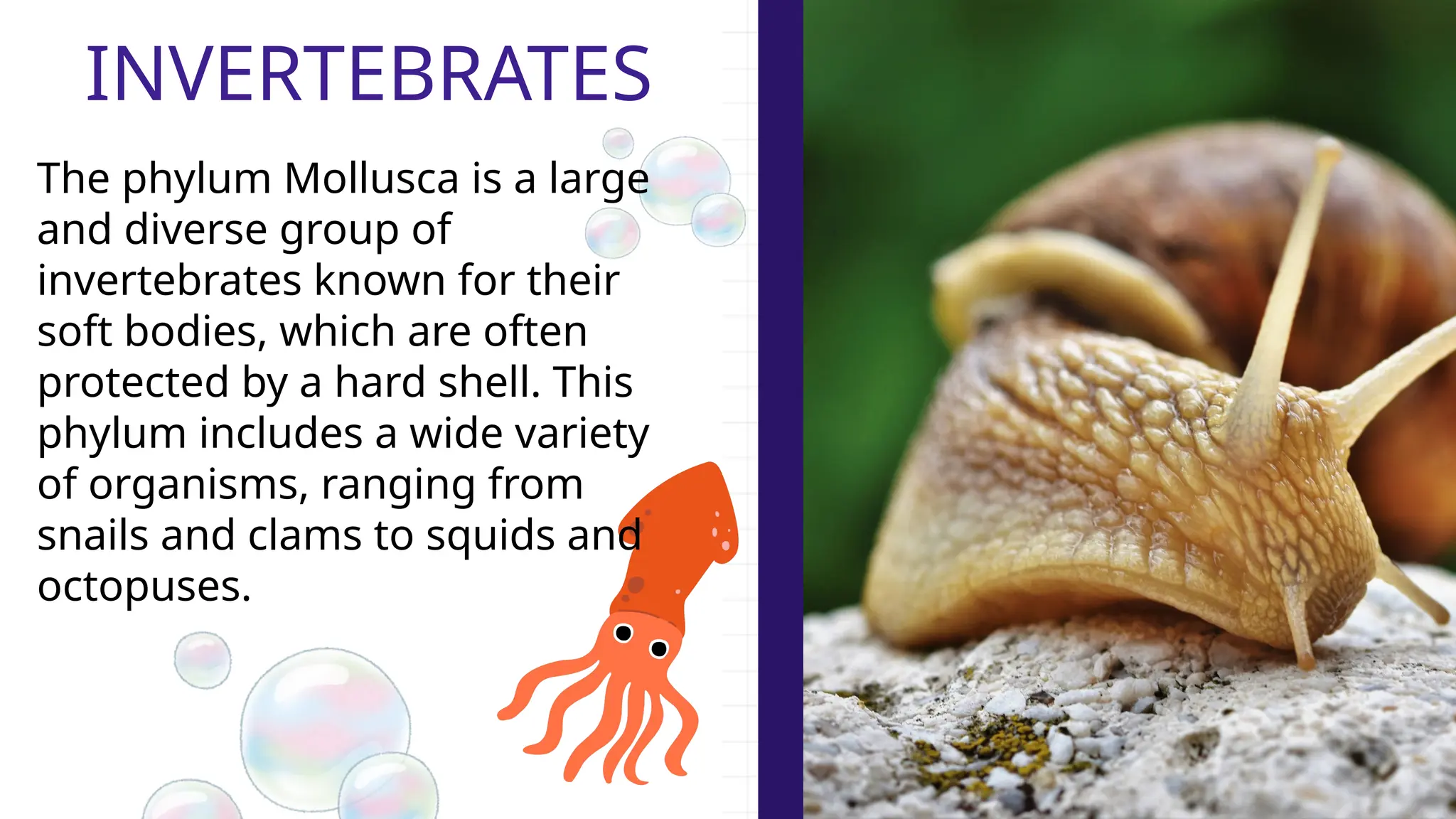 Lesson 1 - Phylum Mollusca for high school.pptx