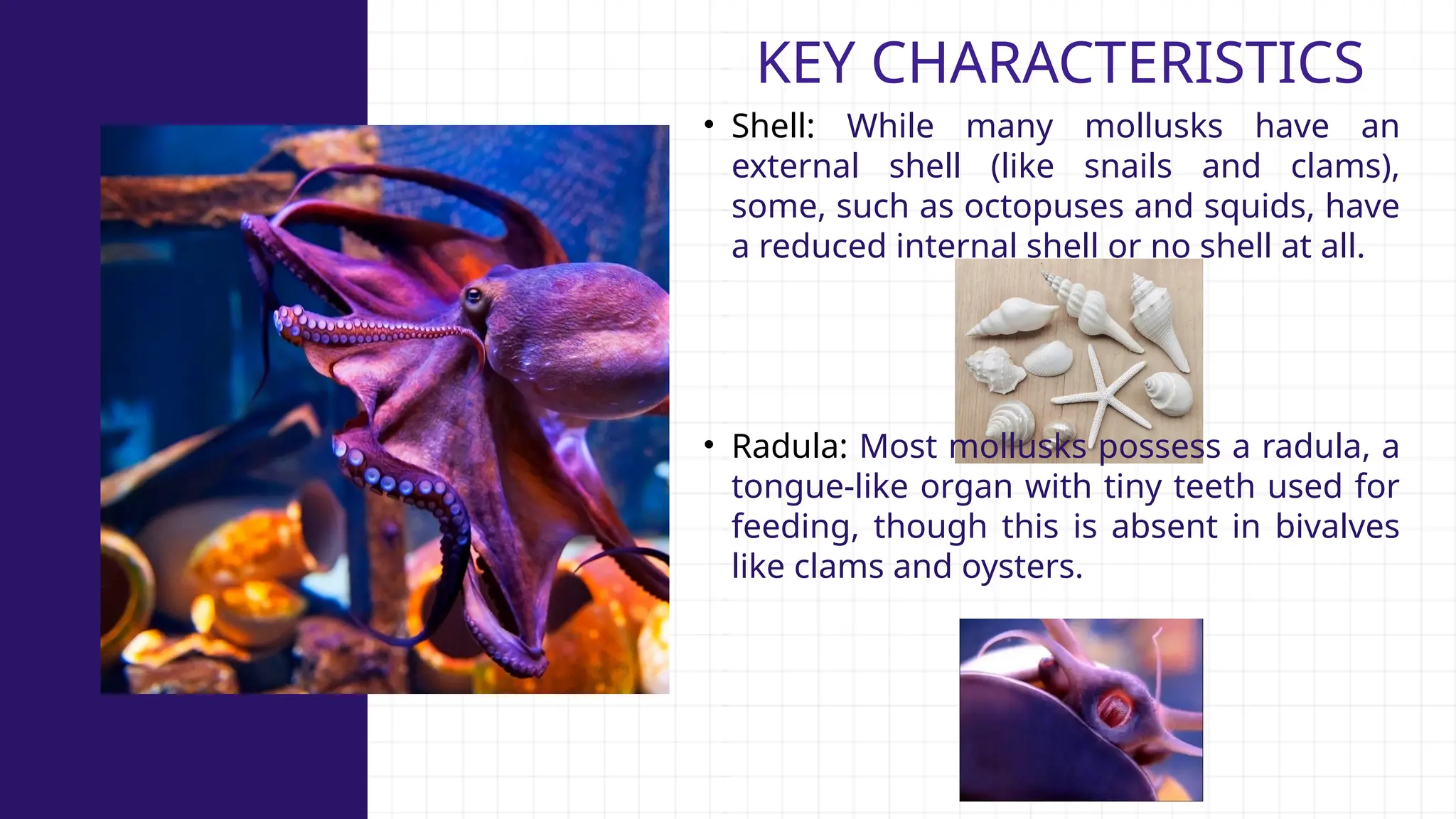 Lesson 1 - Phylum Mollusca for high school.pptx