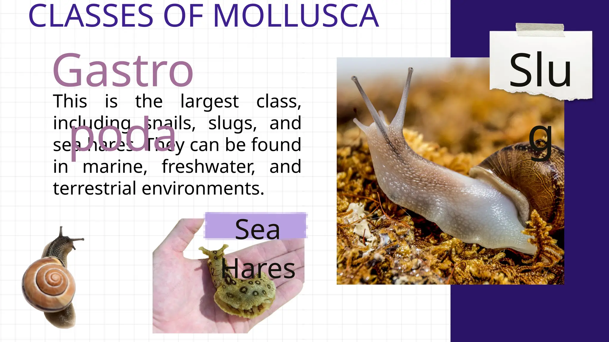 Lesson 1 - Phylum Mollusca for high school.pptx