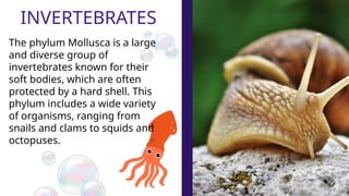 Lesson 1 - Phylum Mollusca for high school.pptx