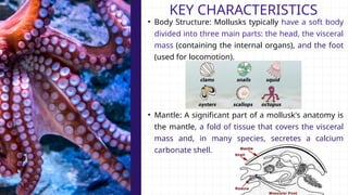 Lesson 1 - Phylum Mollusca for high school.pptx