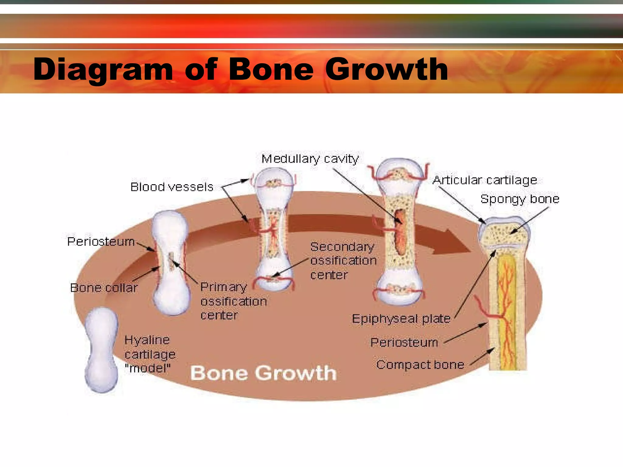 Lesson 1 skeletal system | PPT