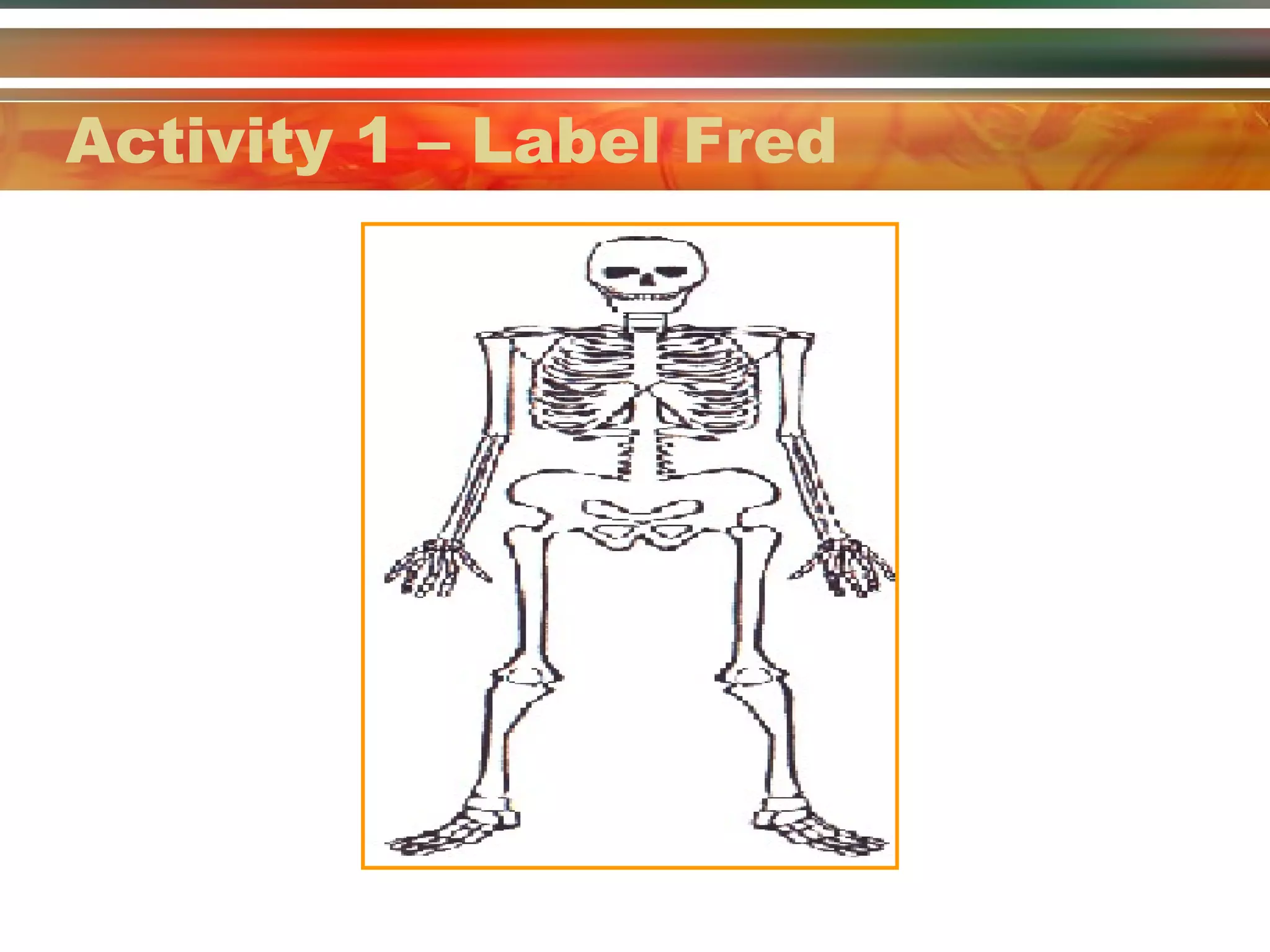 Lesson 1 skeletal system | PPT