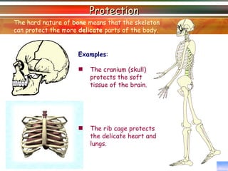 Lesson 1 skeletal system | PPT