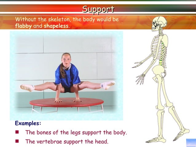 Lesson 1 skeletal system | PPT
