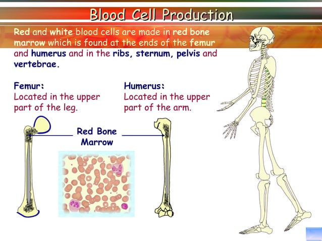 Lesson 1 skeletal system | PPT