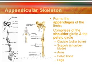 Lesson 1 skeletal system | PPT