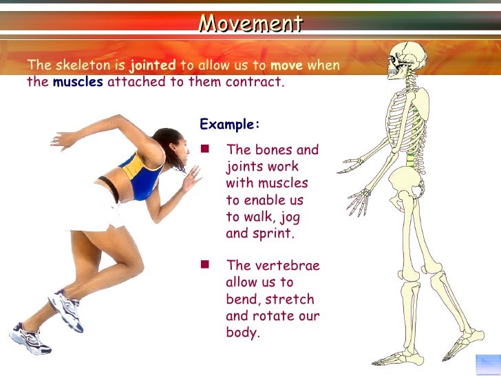 Lesson 1 Skeletal System Lesson 1 Skeletal System