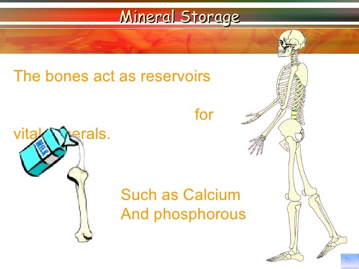 Lesson 1 skeletal system
