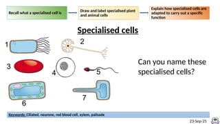 Lesson 1 - Specialised cells of human being | PPTX