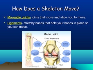 Lesson 1 - The Skeleton | PPT