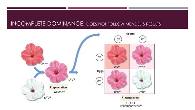 Lesson 10 complex patterns of inheritance | PPT