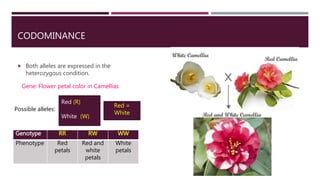 Lesson 10 complex patterns of inheritance | PPTX | Blood Disorders | Diseases and Conditions