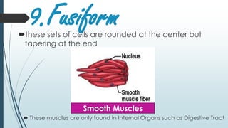 Lesson 10 forms of cells according to shape | PDF | Biological Sciences ...
