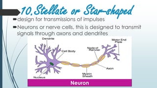Lesson 10 forms of cells according to shape | PDF | Biological Sciences ...