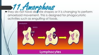 Lesson 10 forms of cells according to shape | PDF | Biological Sciences ...